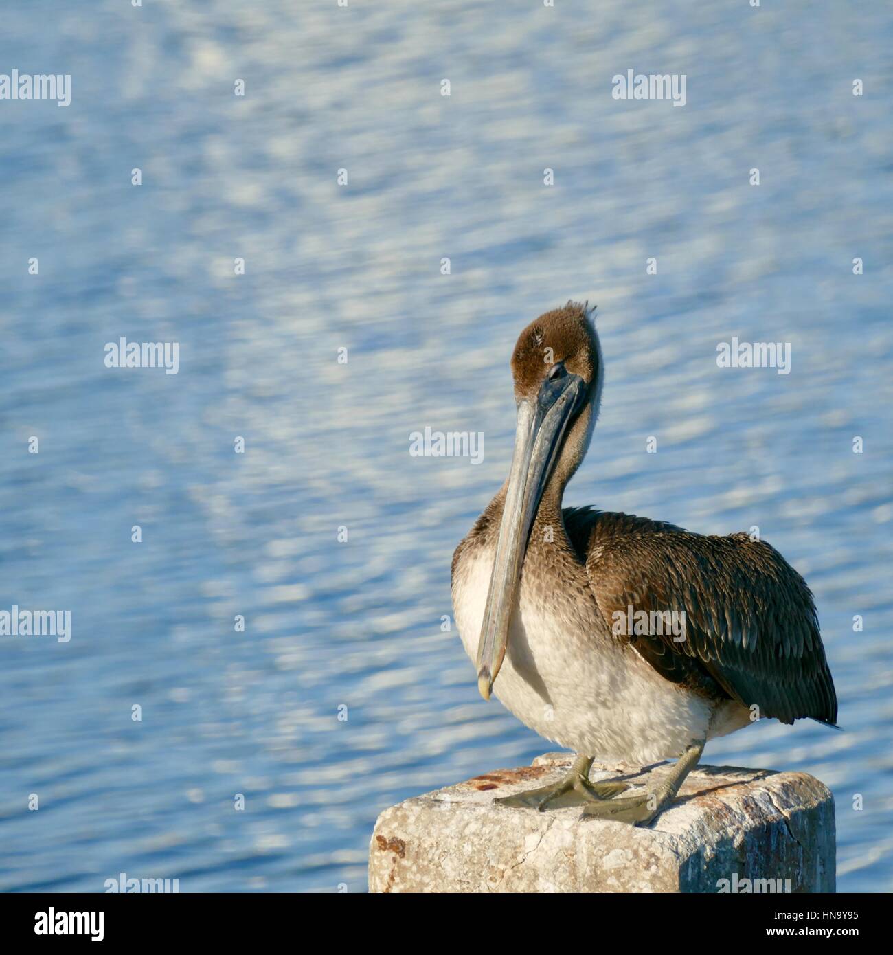 Brown Pelican Perched on a Piling, Cedar Key, Florida, USA Stock Photo ...