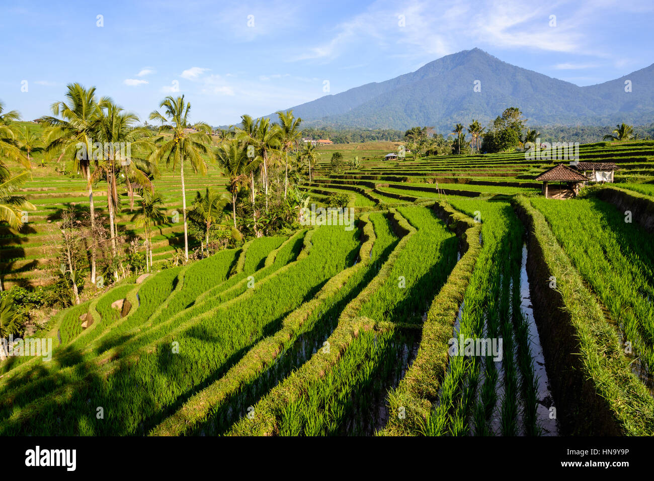famous rice terraces of Jatiluwih, UNESCO world heritage site, Bali, Indonesia Stock Photo - Alamy
