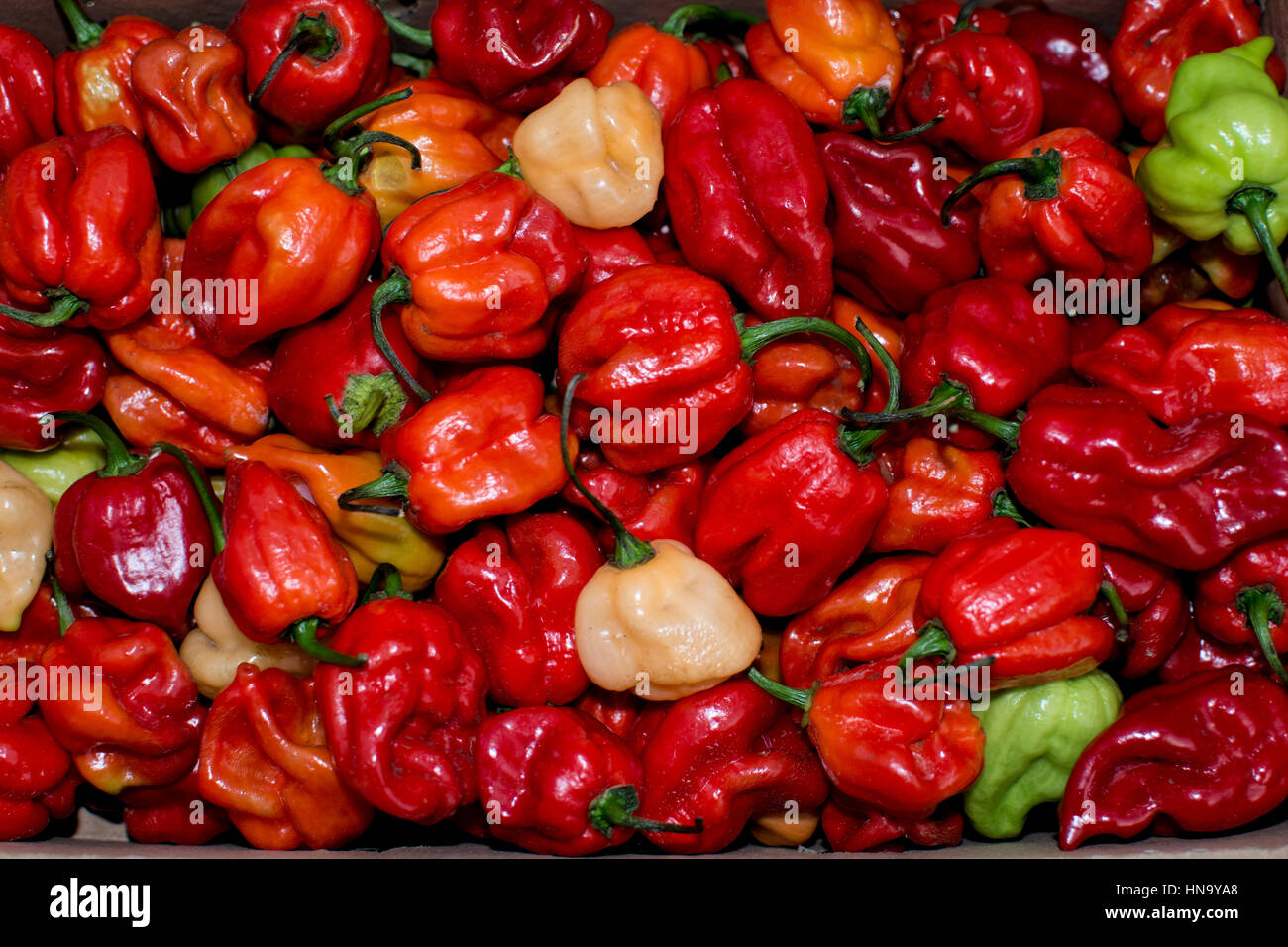 Pepper Fresh at market Hot Stock Photo - Alamy