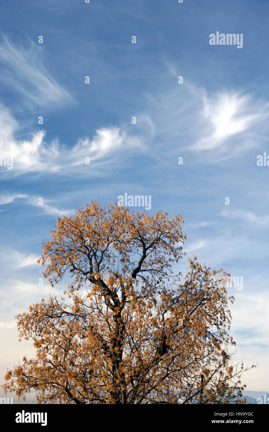 Redlands High Resolution Stock Photography and Images - Alamy