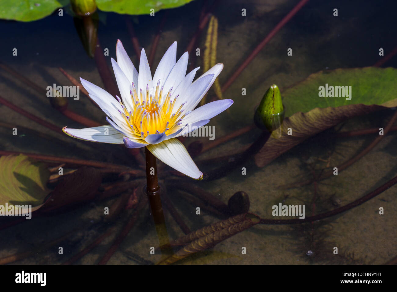 Beautiful Lotus in the pool in the garden Stock Photo - Alamy