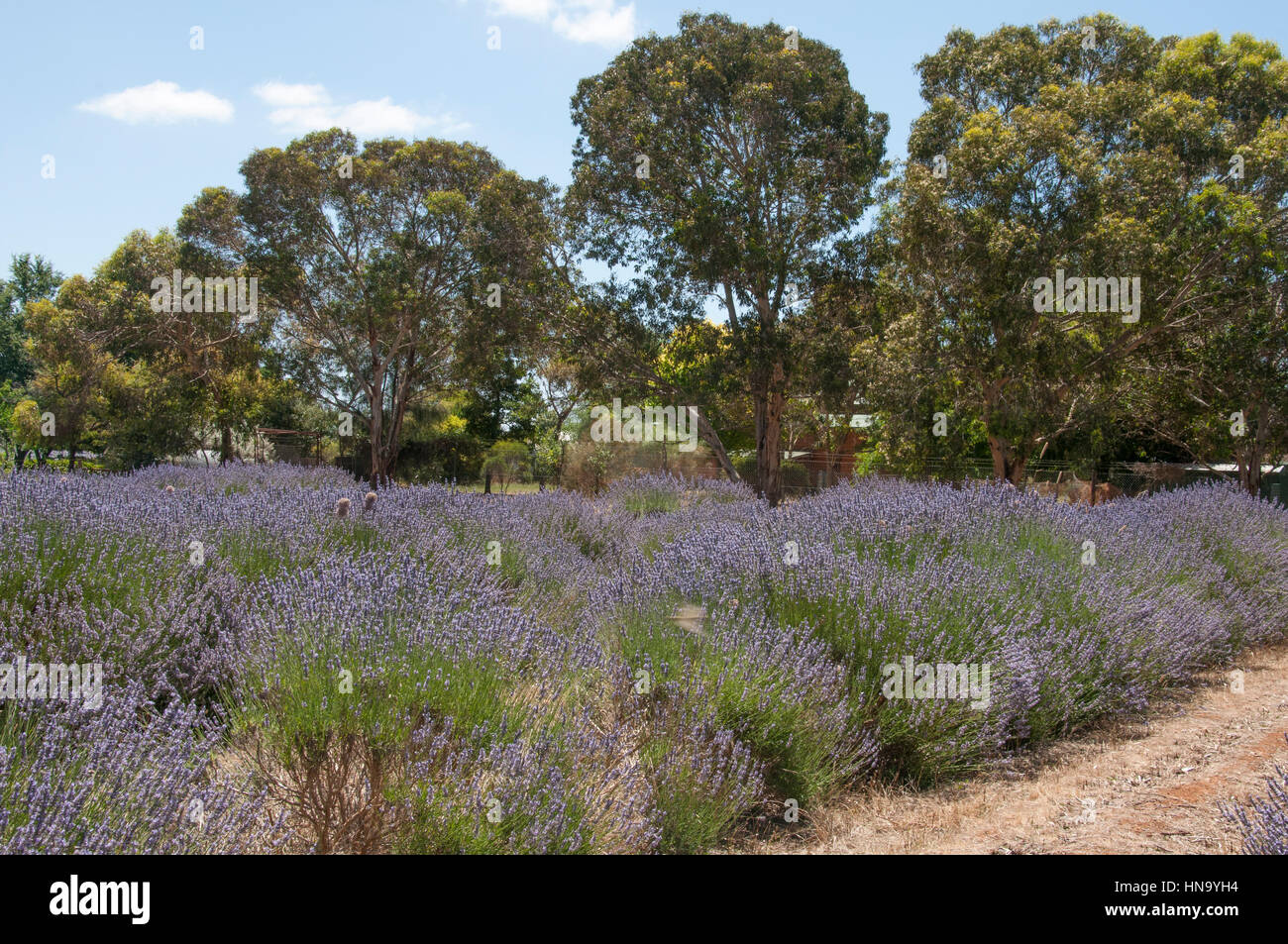 Australian Lavender Farm High Resolution Stock Photography and Images ...