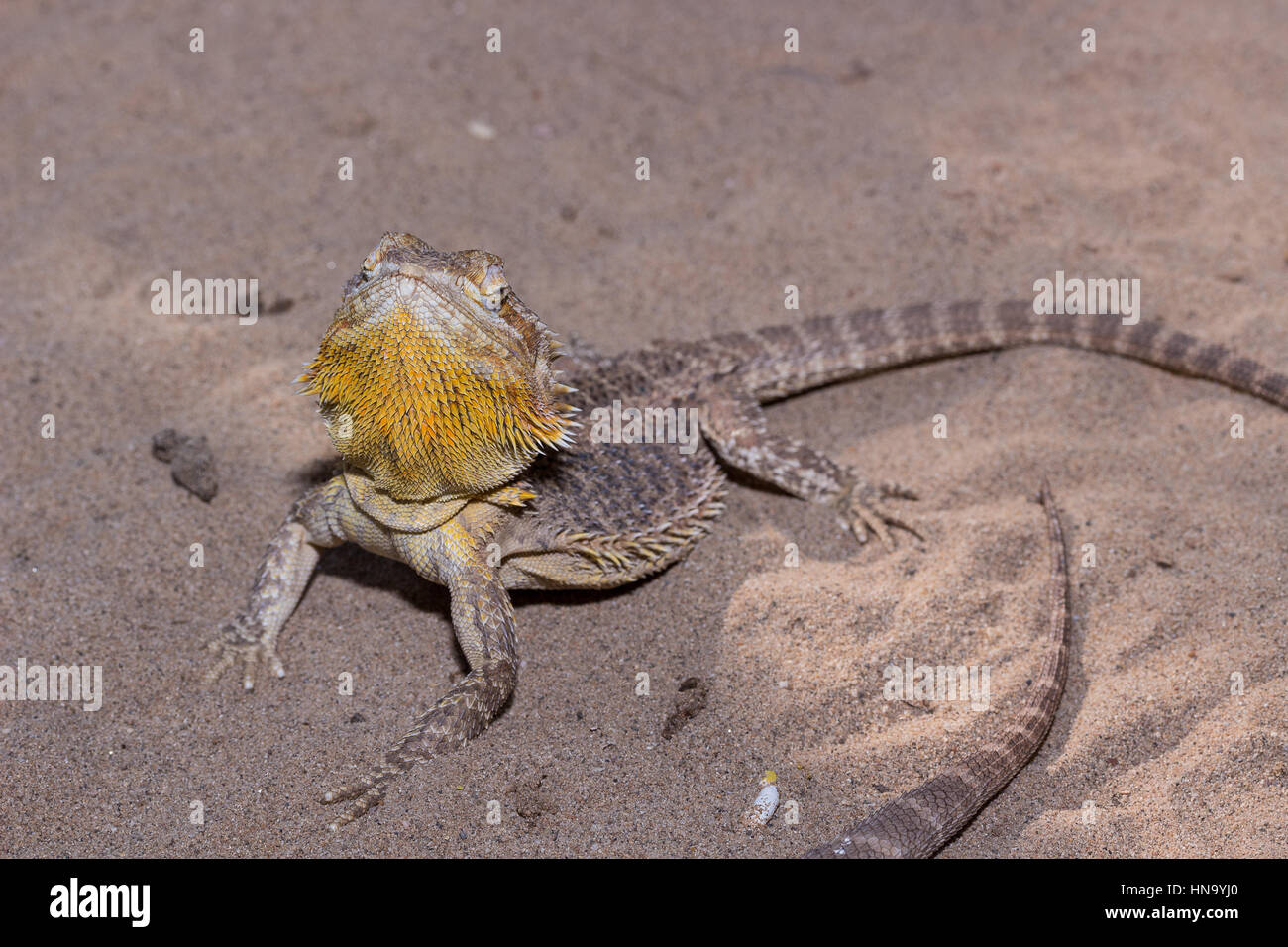 golden bearded dragon lizard sunbathing on the ground Stock Photo - Alamy