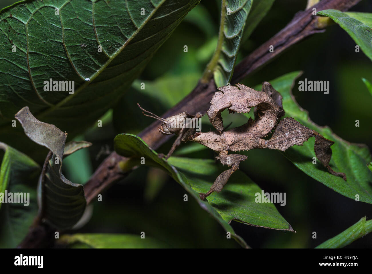 Phobaeticus, Stick insect hidding in the tree Stock Photo - Alamy