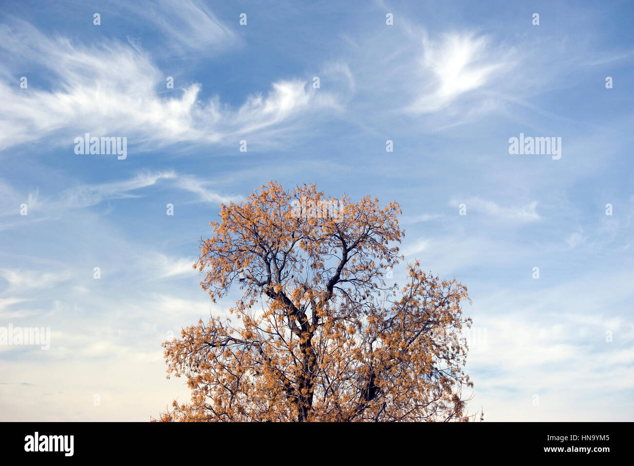 Tree for all seasons hi-res stock photography and images - Alamy