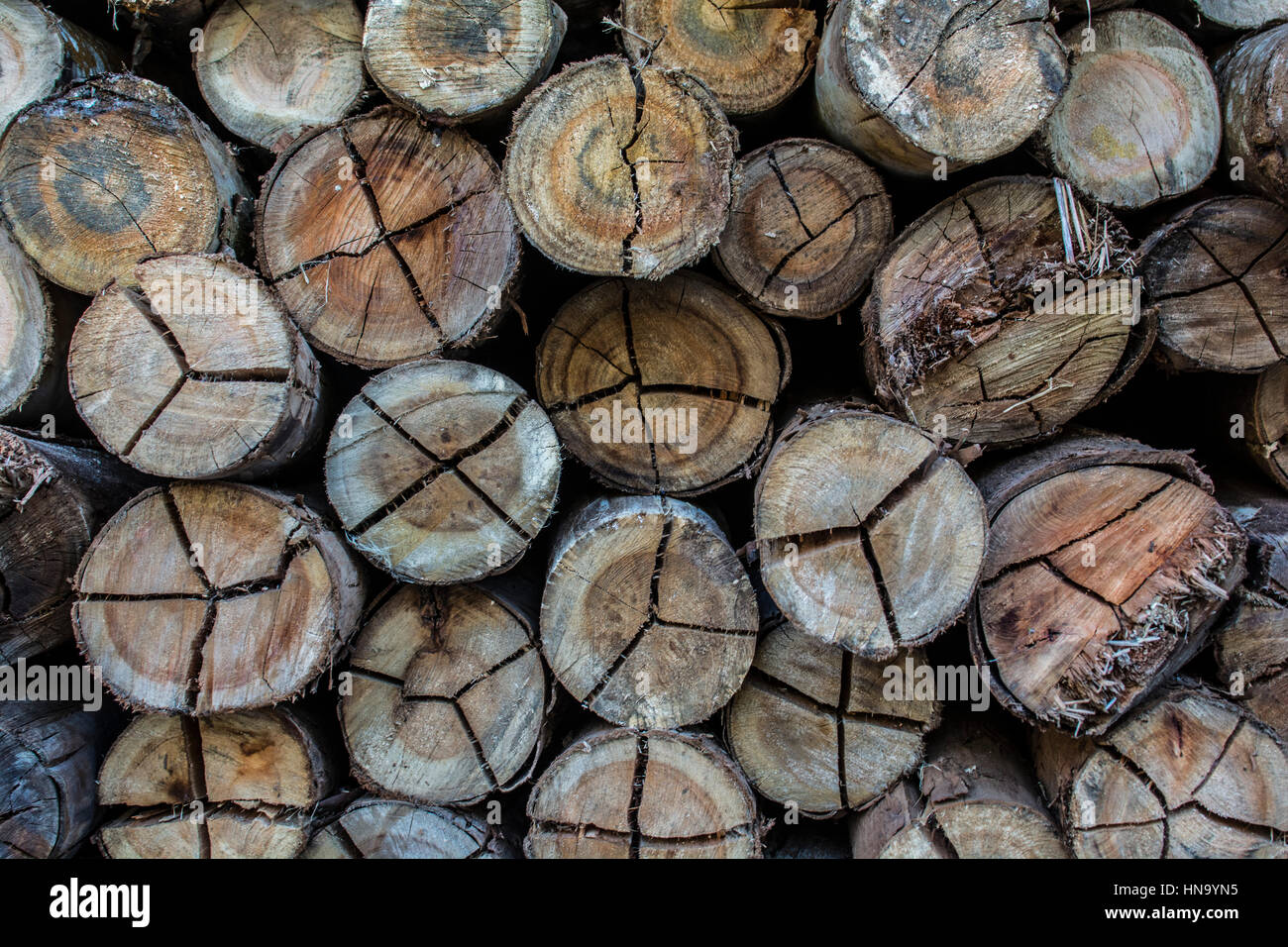 Cross section stacked wood hi-res stock photography and images - Alamy