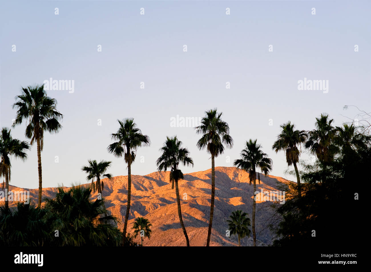 Palm trees and desert mountains near palm Springs, CA Stock Photo - Alamy