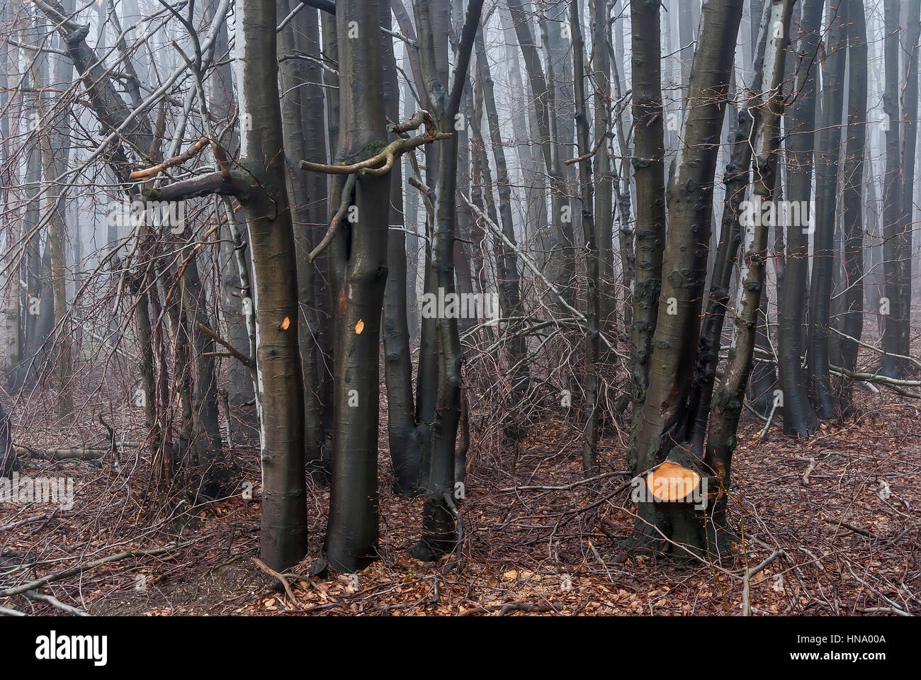 Beech forest in the fog Stock Photo - Alamy