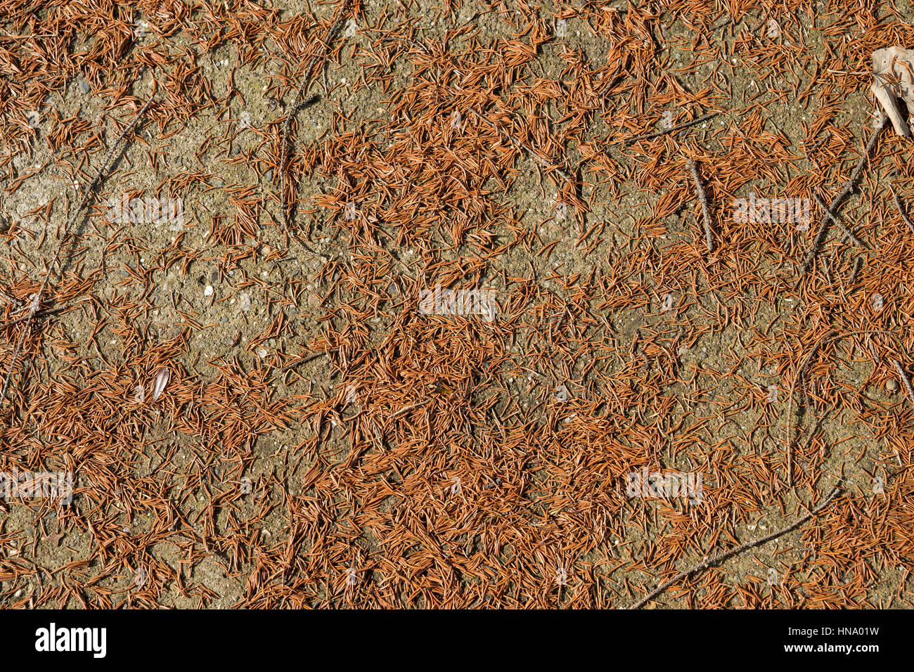 Pine needle mulch hi-res stock photography and images - Alamy