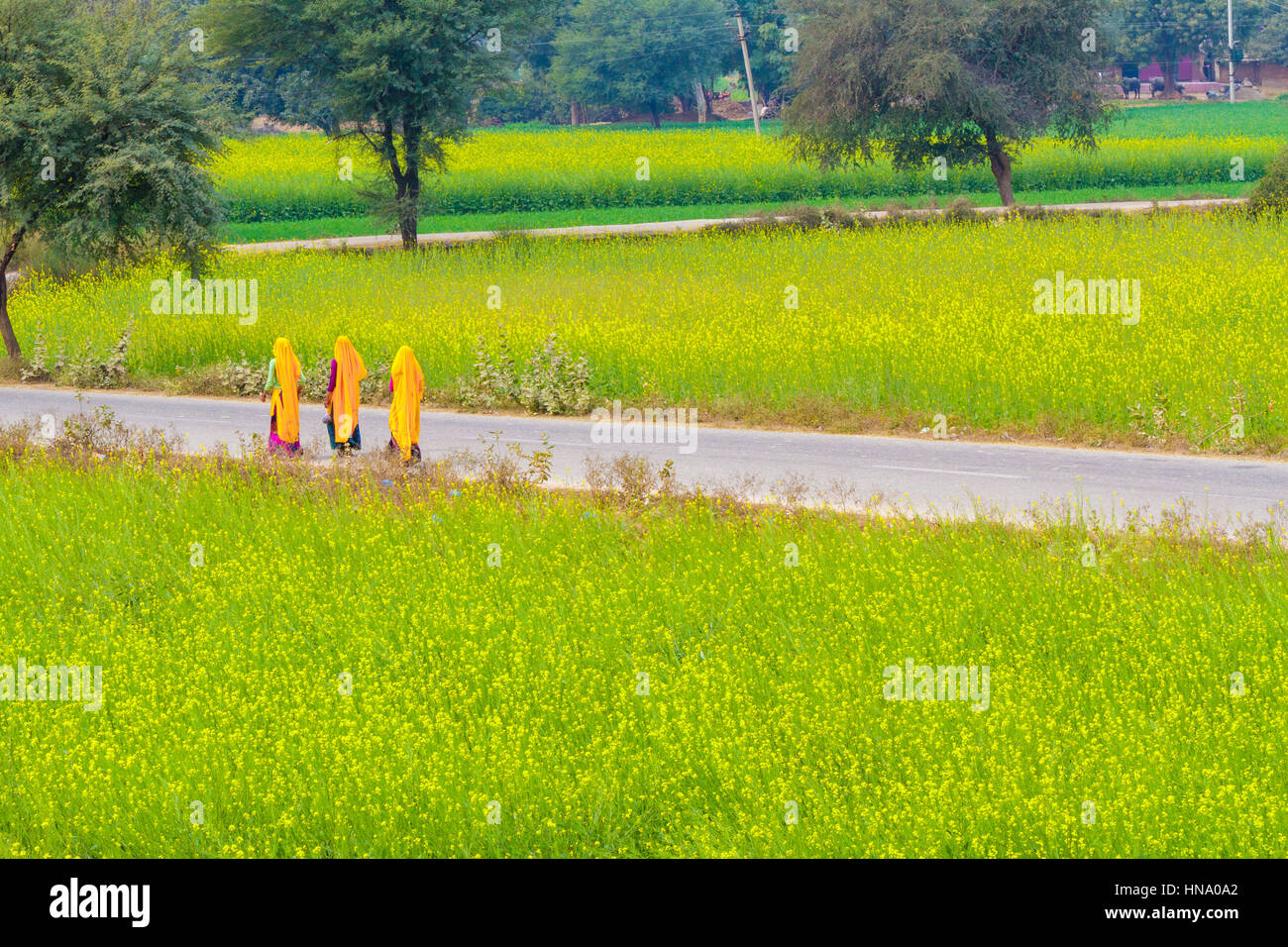 Indian mustard field hi-res stock photography and images - Alamy