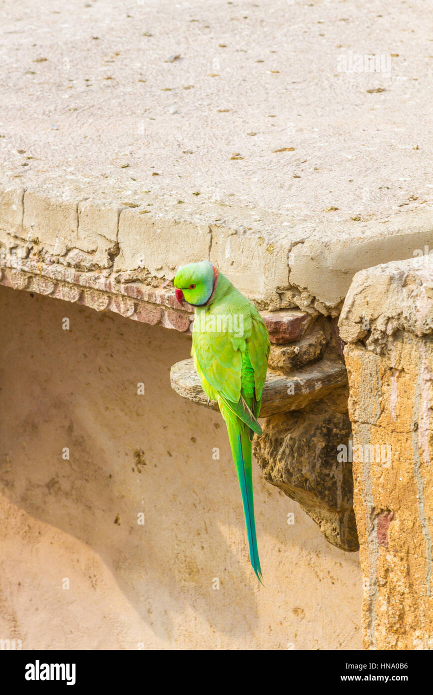Green parakeet hi-res stock photography and images - Alamy