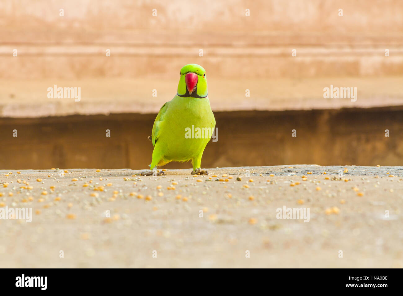A green parrot, or Rose-Ringed Parakeet, in Rajasthan, North India ...