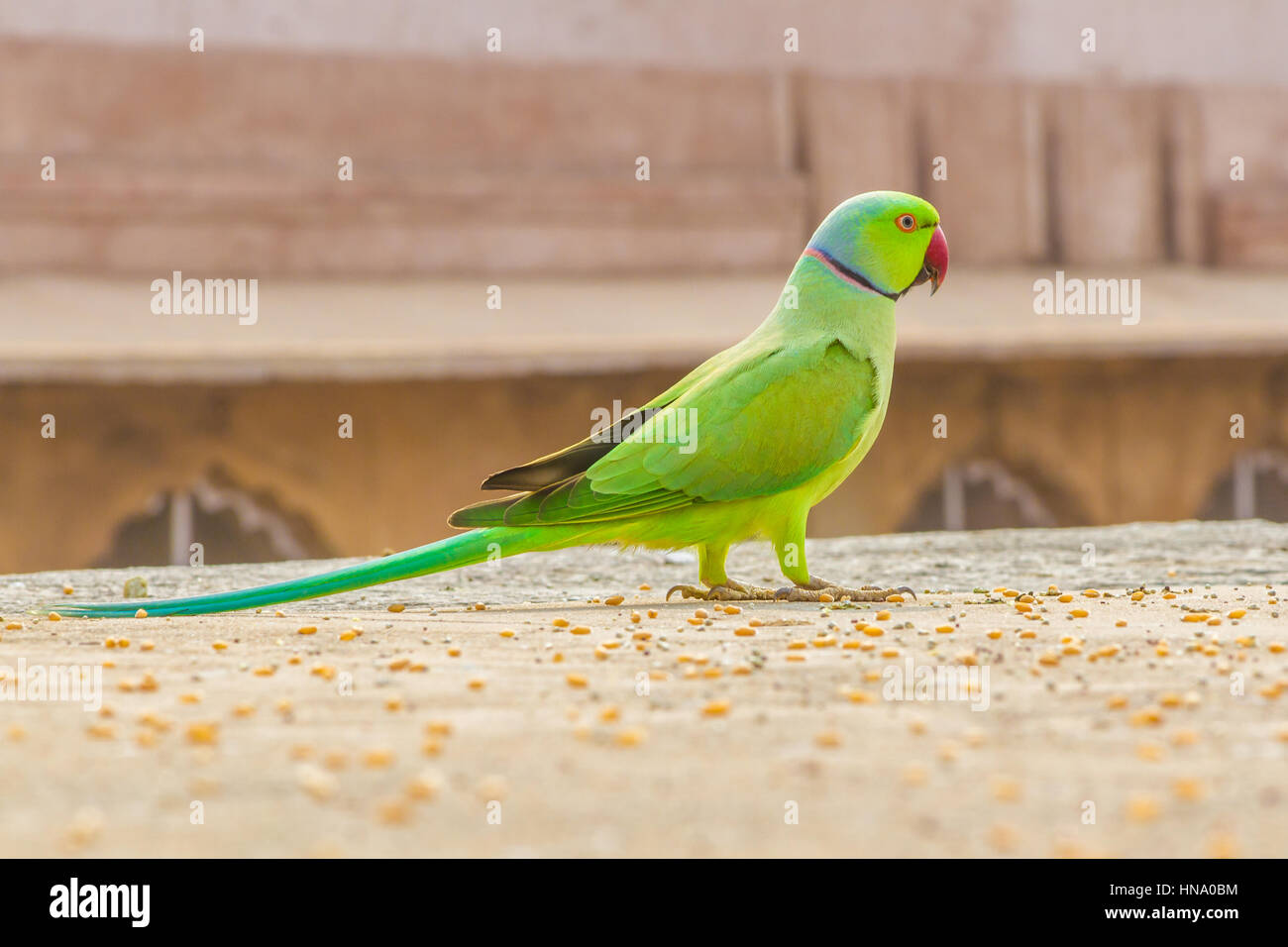 Indian ringed necked parrot hi-res stock photography and images - Alamy