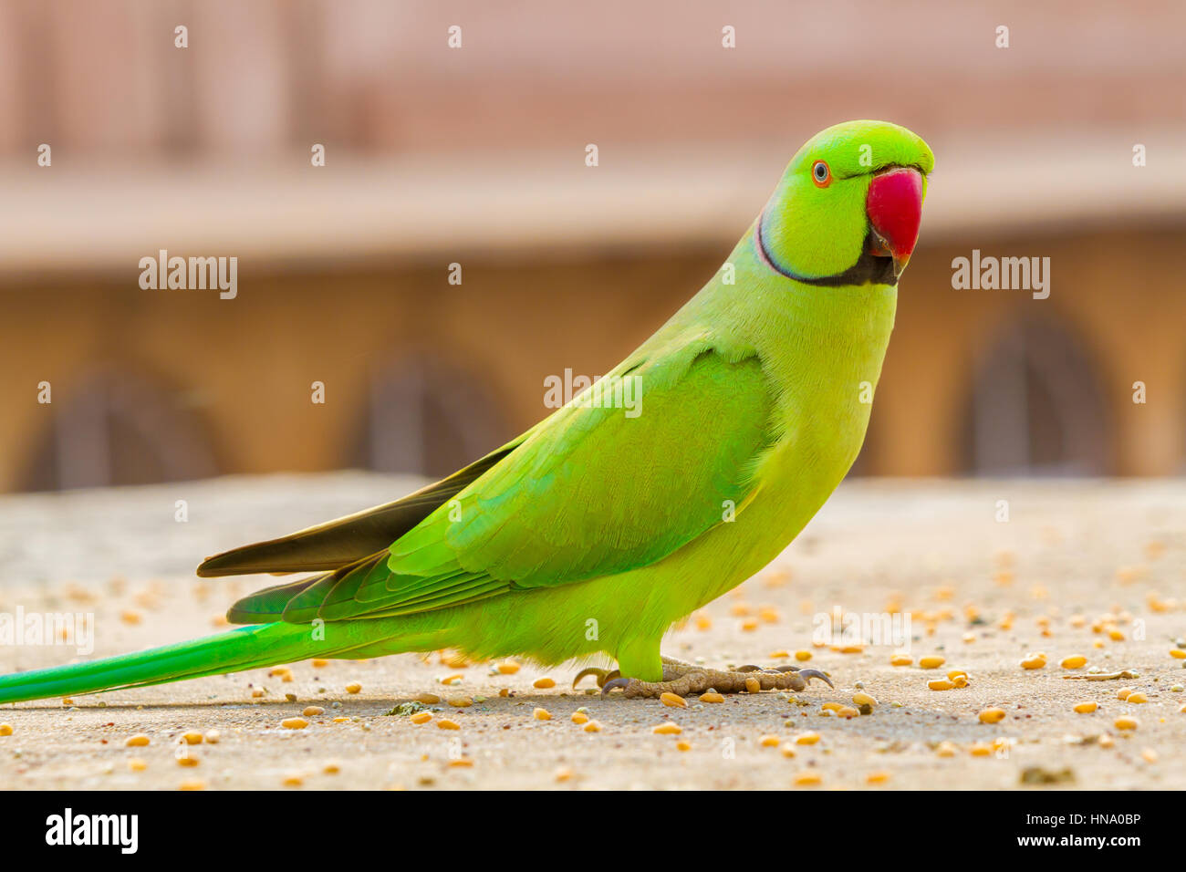 Green parakeet hi-res stock photography and images - Alamy