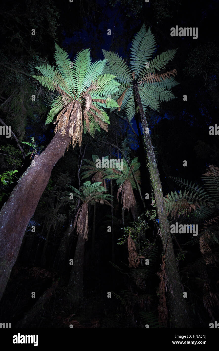 Night in the fern forest, Waitomo, New Zealand Stock Photo - Alamy