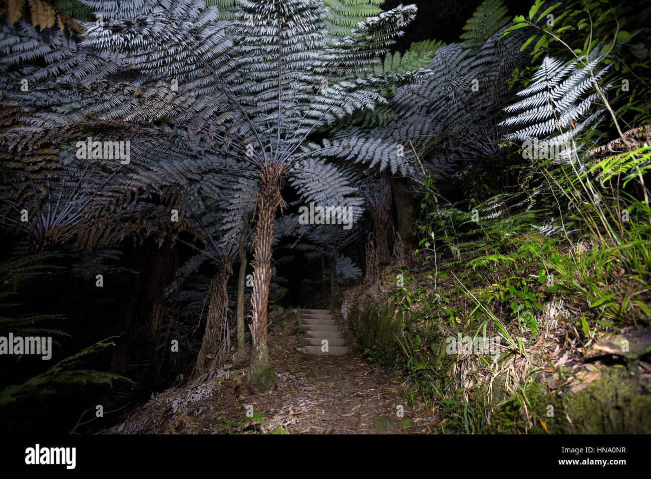 Fern and forest hi-res stock photography and images - Alamy