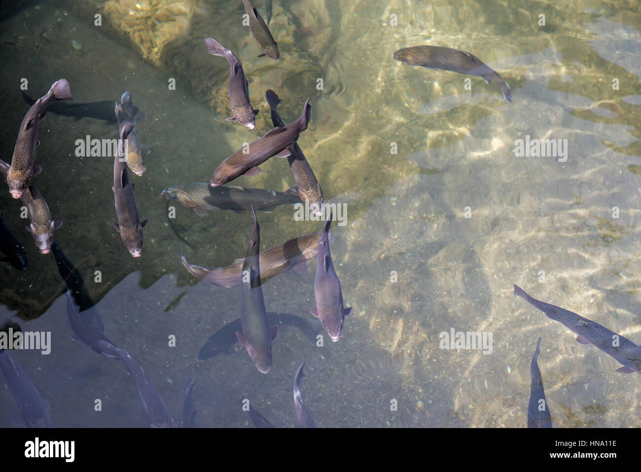 Trout fish pool pond hi-res stock photography and images - Alamy
