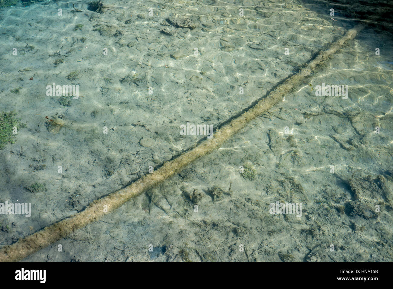 Flora and fauna at the bottom of the river bed Stock Photo - Alamy