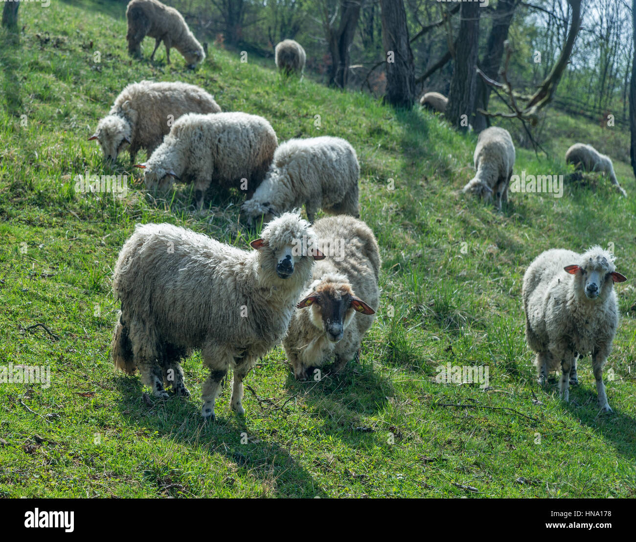 Sheeps on a meadow hi-res stock photography and images - Alamy