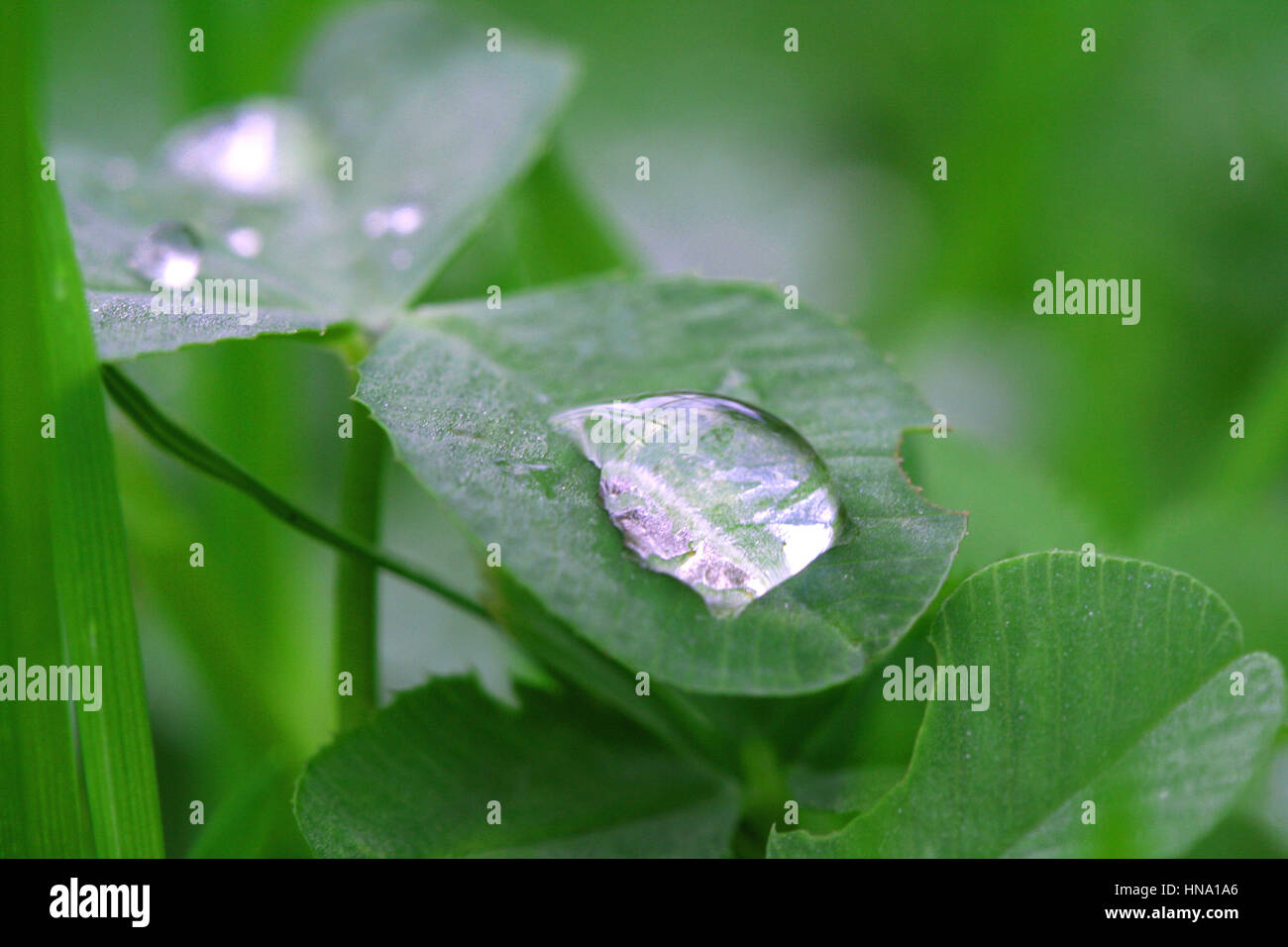 Due drop hi-res stock photography and images - Alamy
