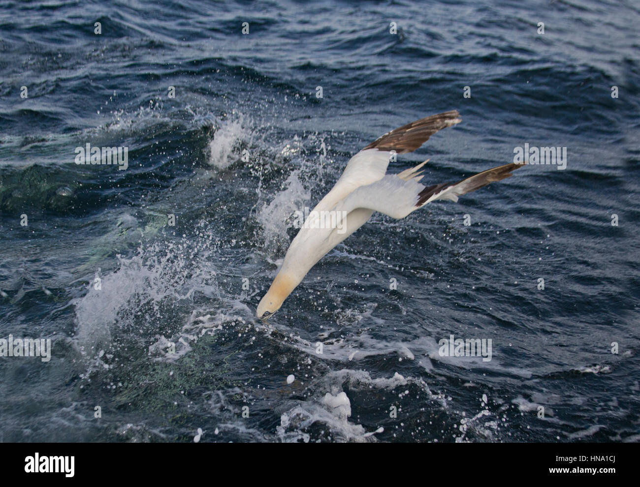 gannet and chick Stock Photo - Alamy