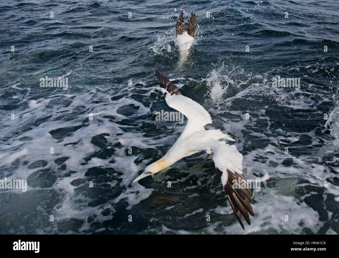 gannet and chick Stock Photo - Alamy