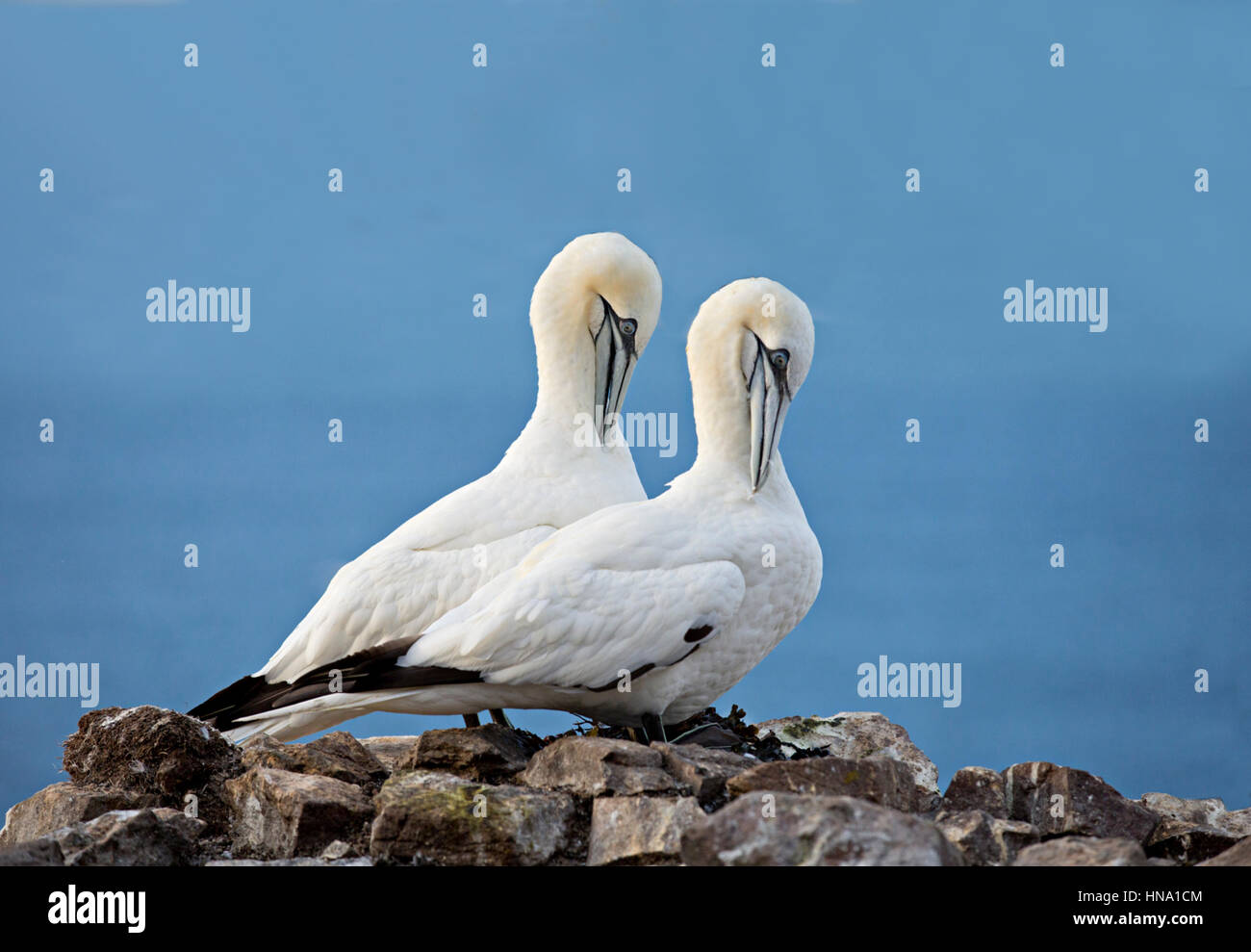gannet pair bonding Stock Photo - Alamy