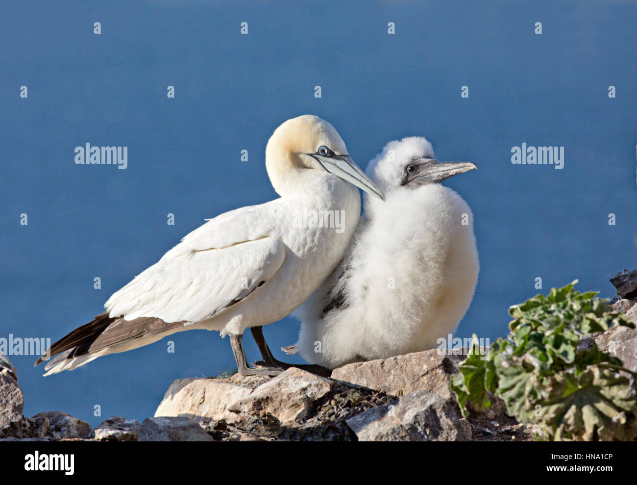 gannet and chick Stock Photo - Alamy