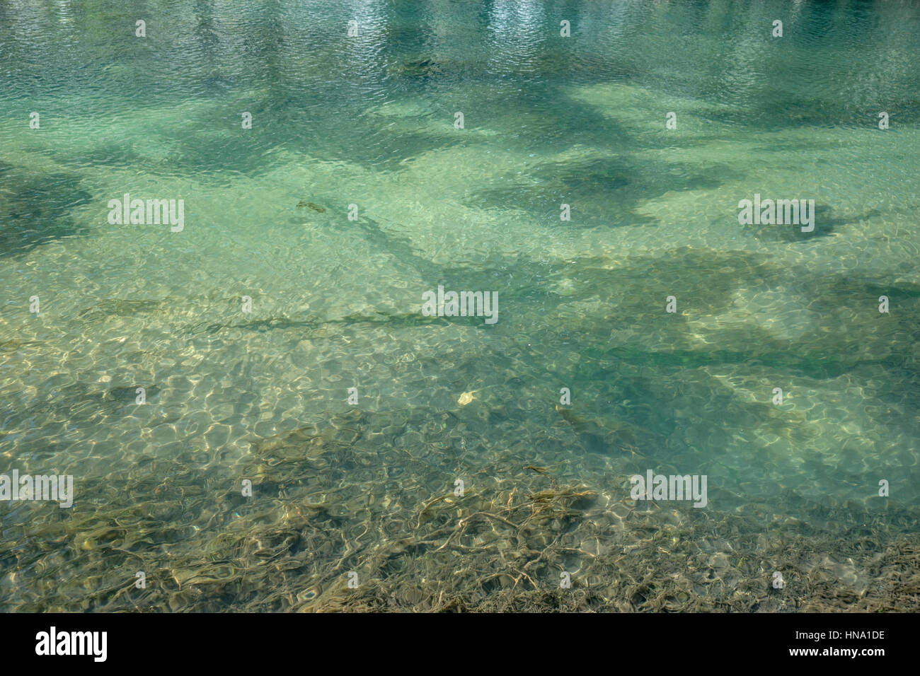 Flora and fauna at the bottom of the river bed Stock Photo - Alamy