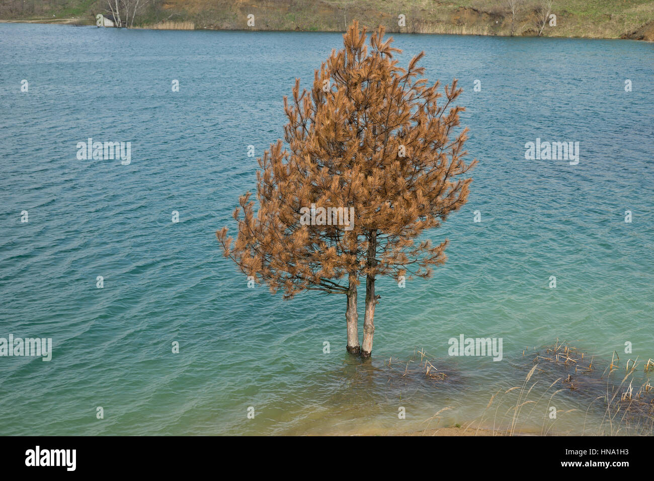 Drowned pine wood rotting in the lake with blue and green water Stock ...