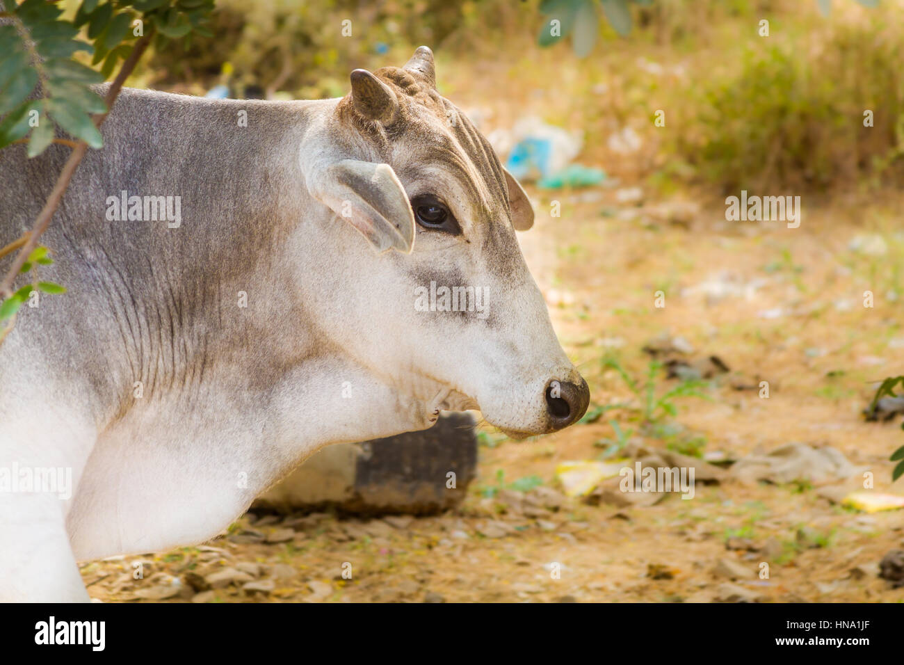 Indian bull hi-res stock photography and images - Alamy