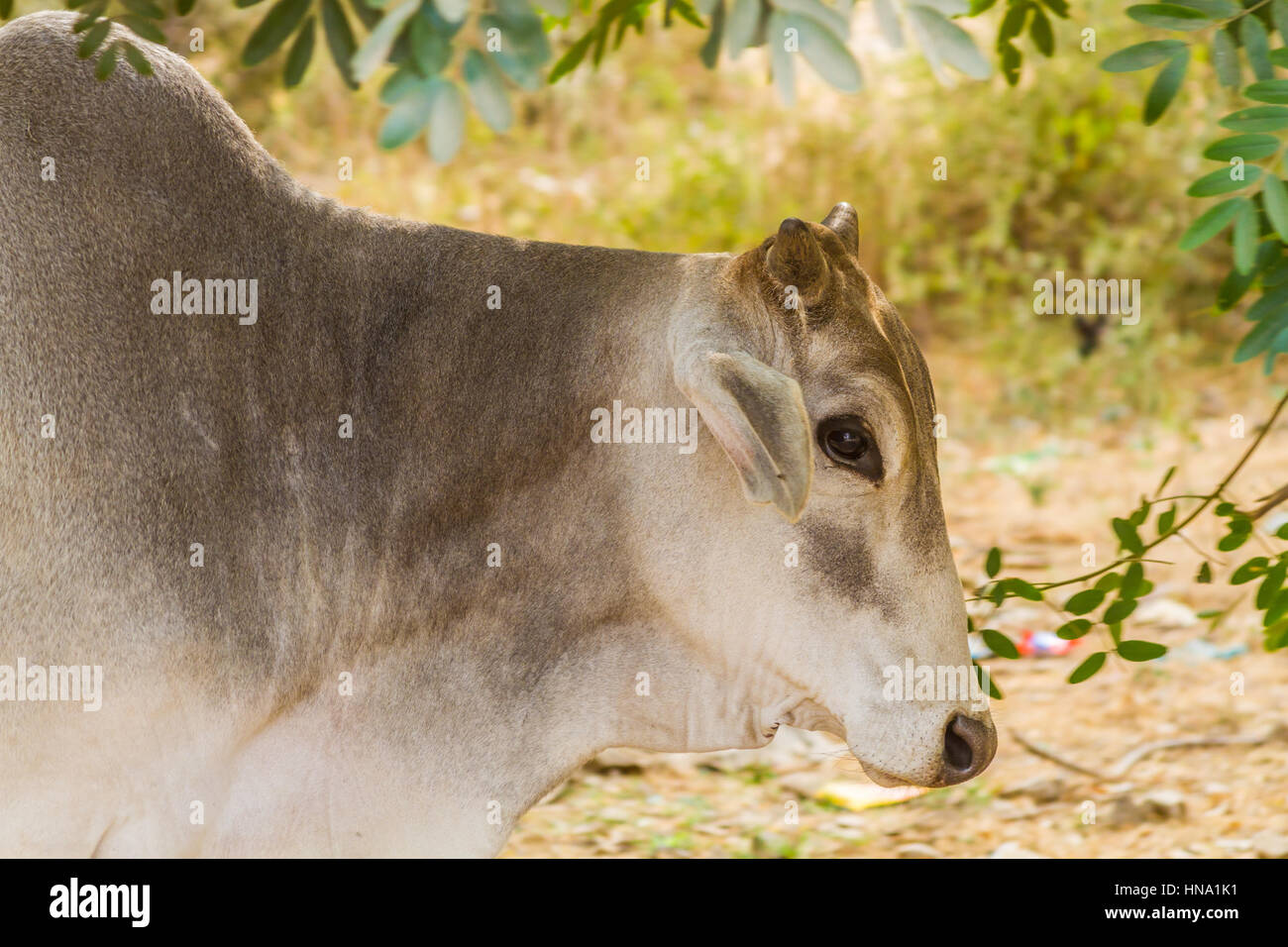 An Indian bull in a village Stock Photo - Alamy