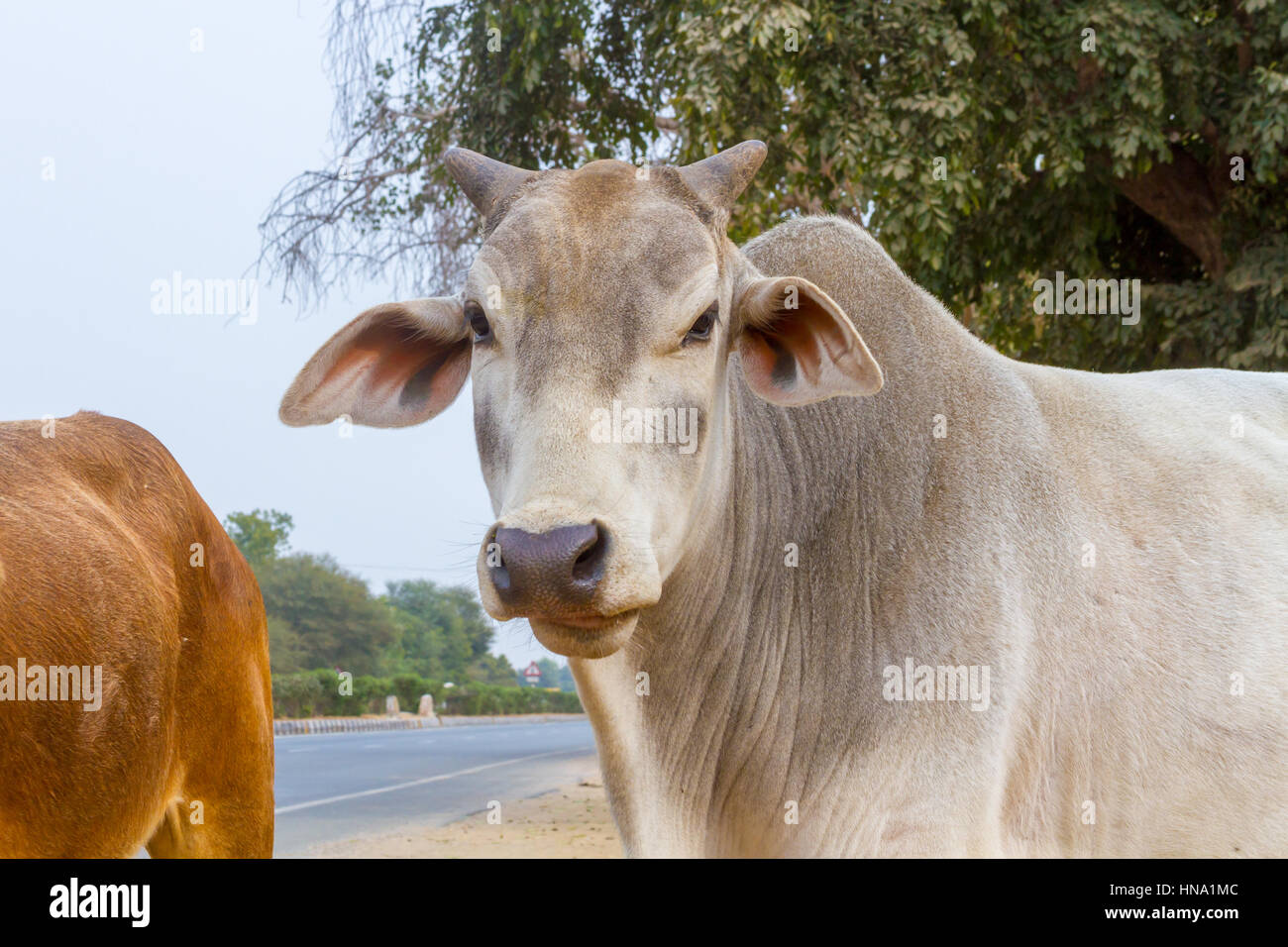 Indian bulls hi-res stock photography and images - Alamy