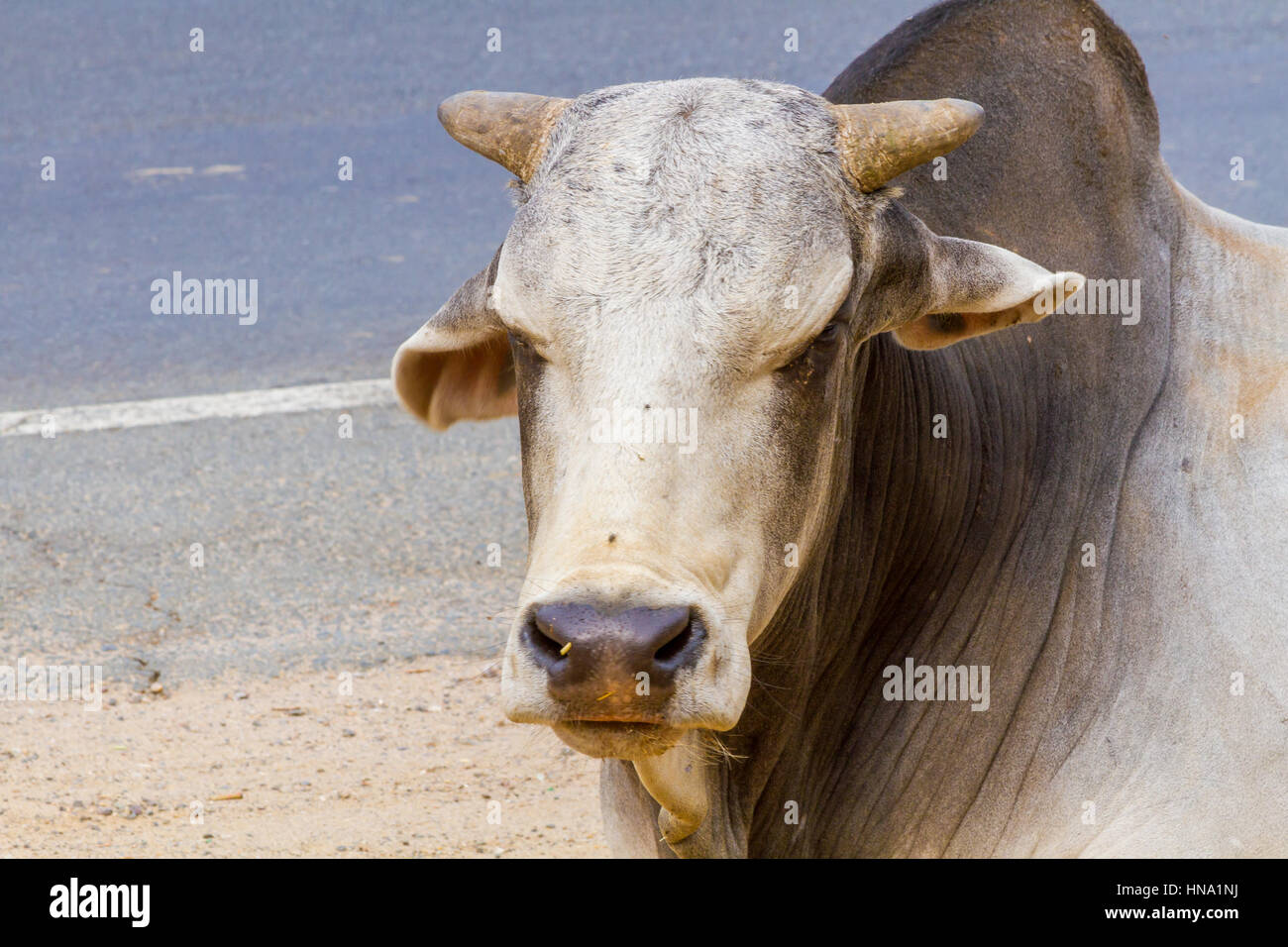 An Indian bull sitting near a road in Rajasthan, India Stock Photo - Alamy