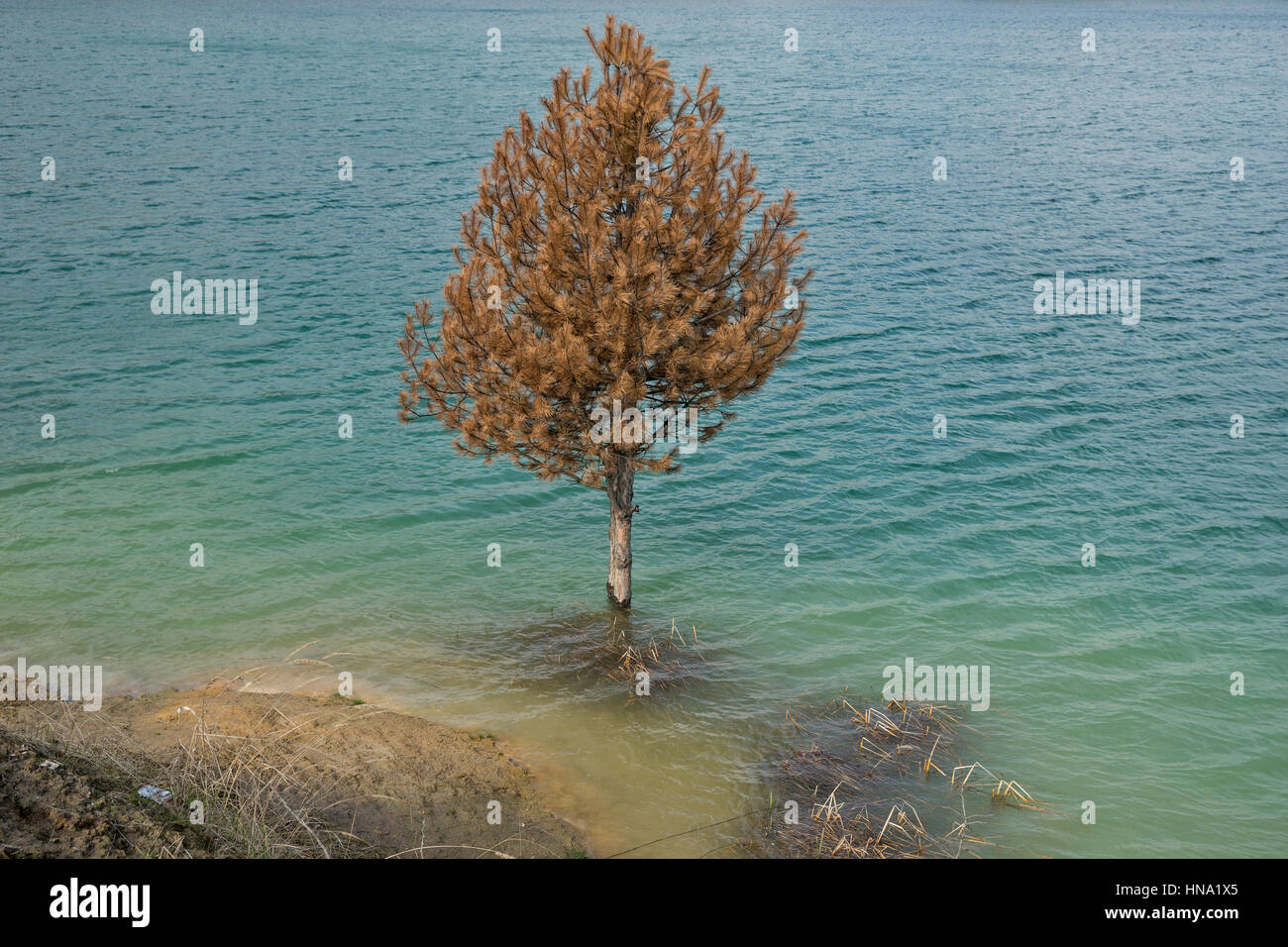Drowned pine wood rotting in the lake with blue and green water Stock ...