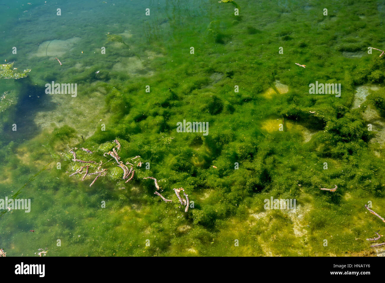 Flora and fauna at the bottom of the river bed Stock Photo - Alamy