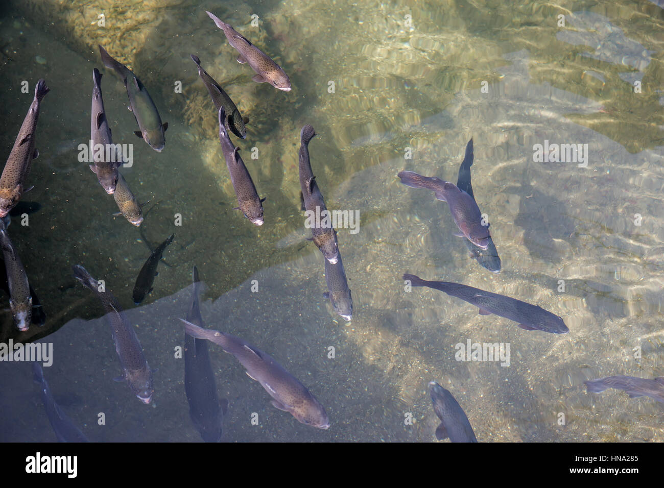 Trout in the pond in river Stock Photo - Alamy
