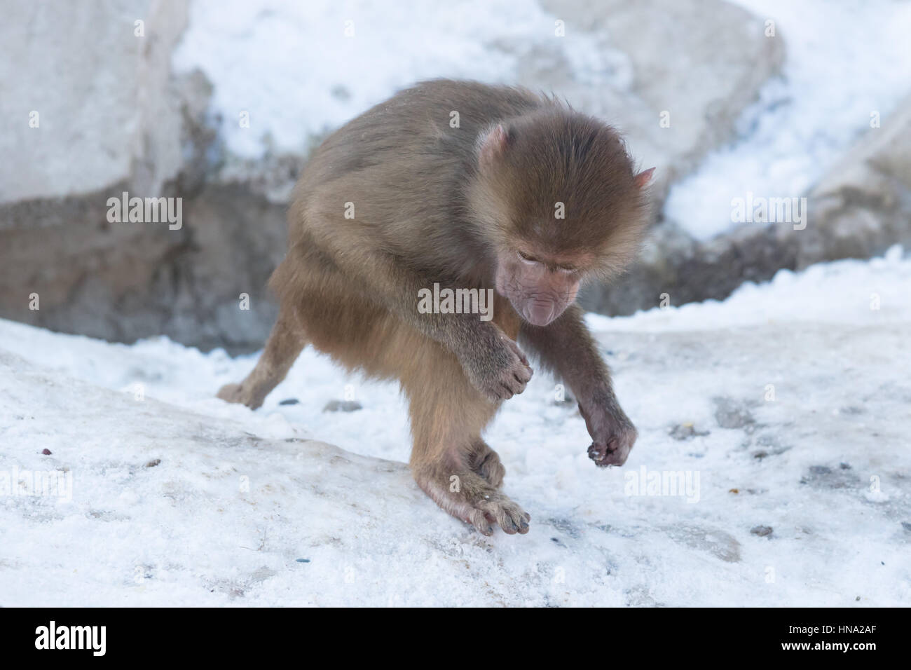 Kid eat rock hi-res stock photography and images - Alamy