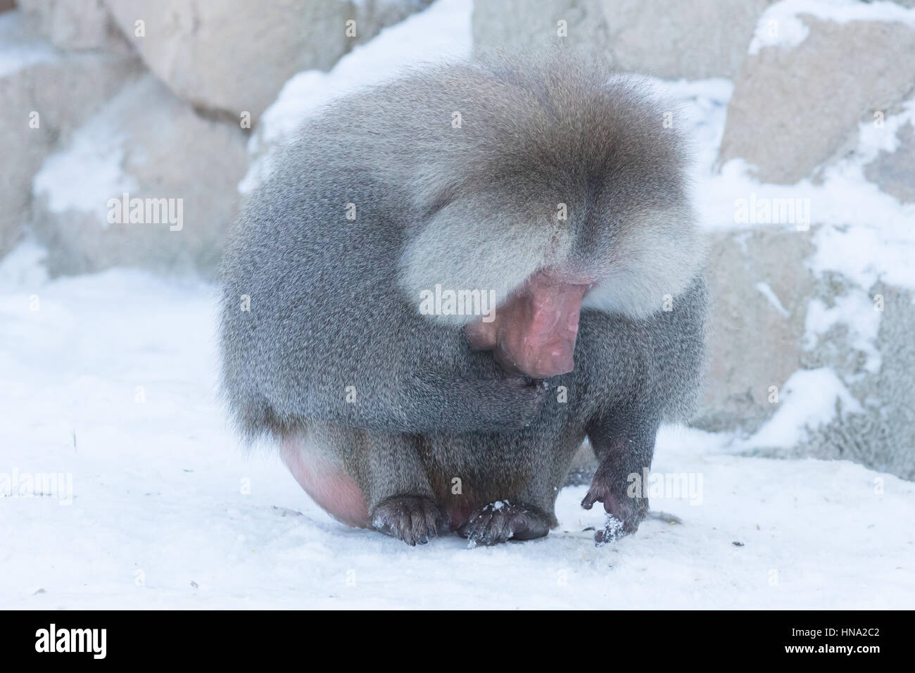 Red face hamadryas baboon hi-res stock photography and images - Alamy
