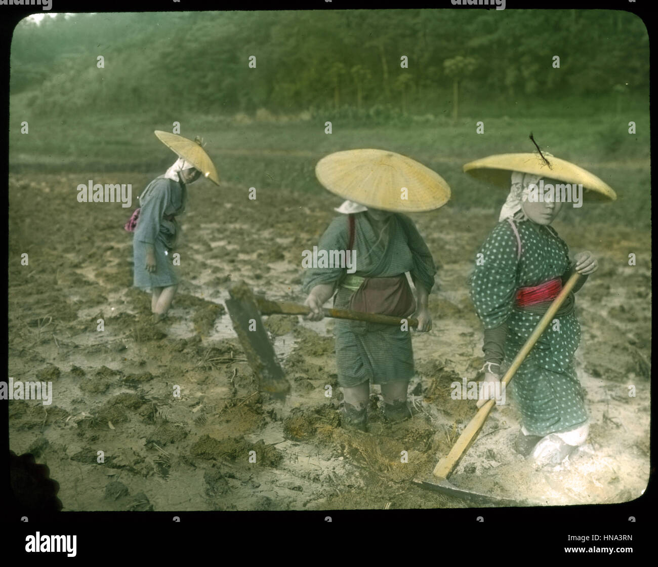 Herbert Geddes, Life in Japan, ca. 1910 - Women preparing rice field in ...