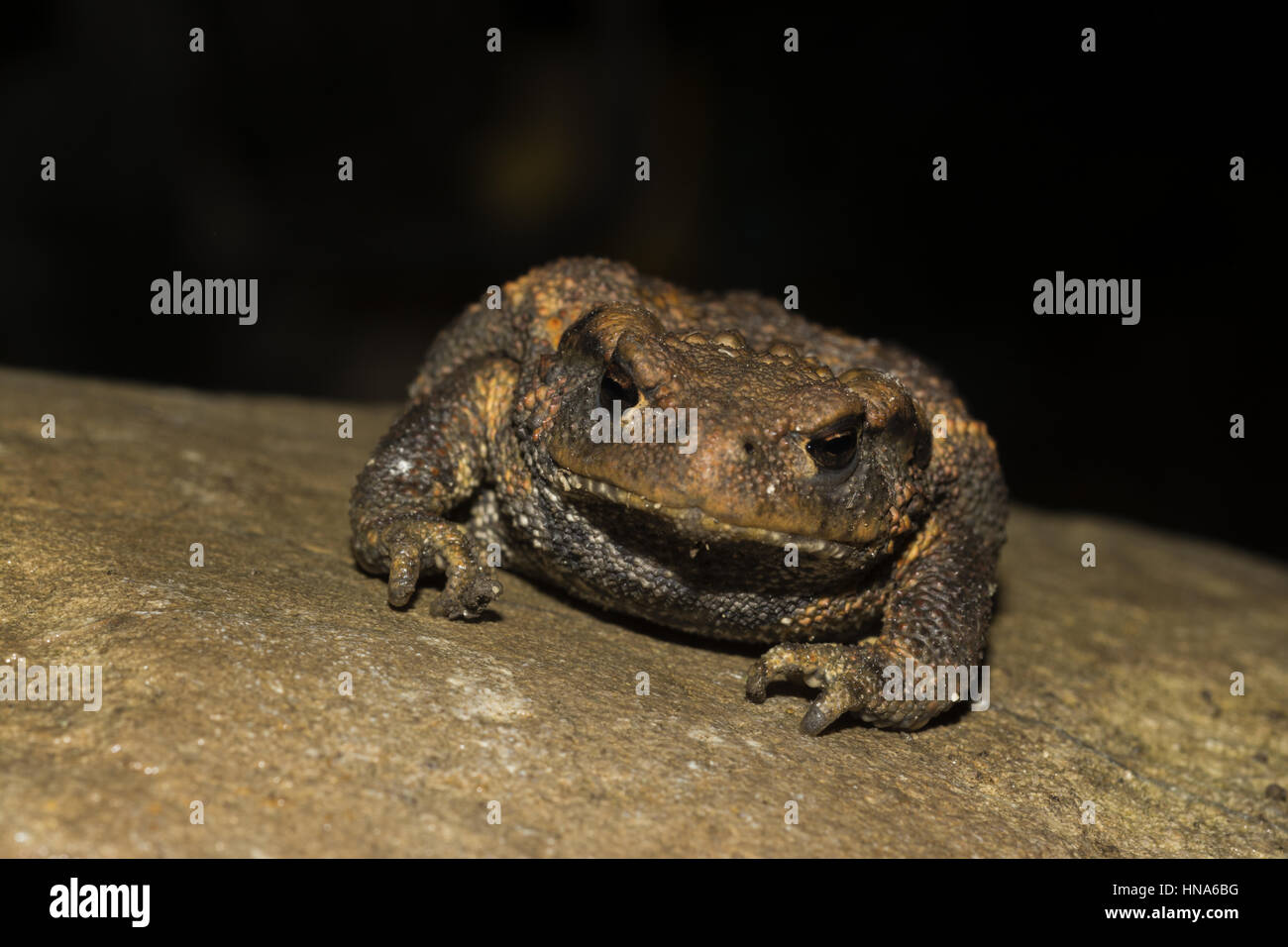 Common toad, European toad, Bufo bufo Stock Photo - Alamy