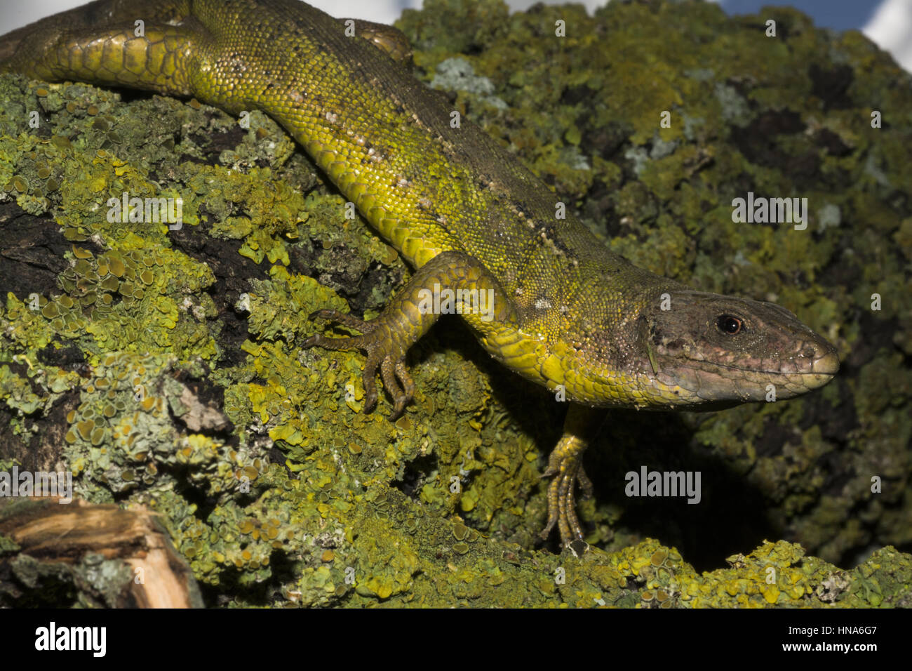 Western green lizard in sicily, Lacerta bilineata Stock Photo - Alamy