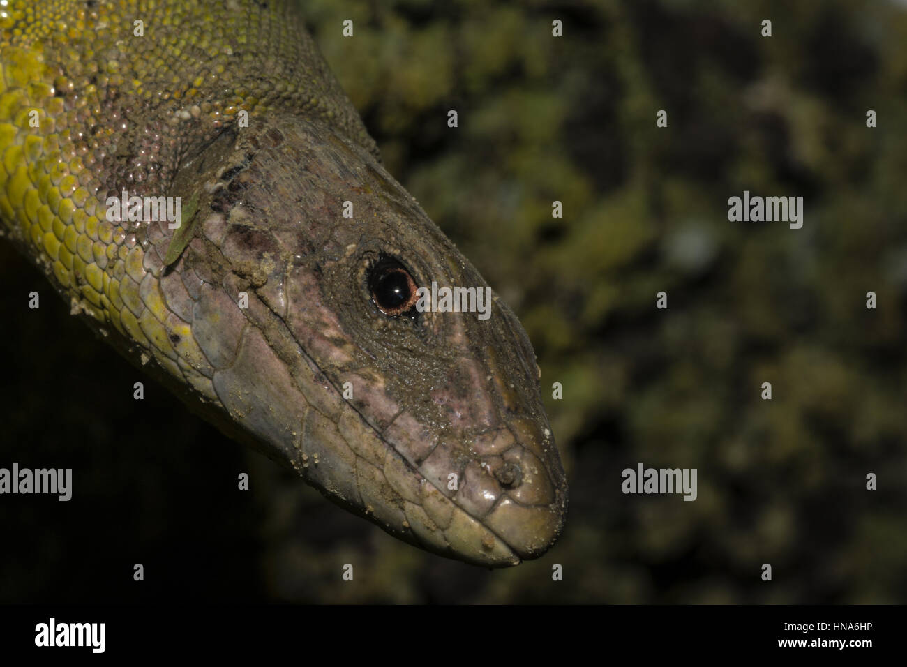 Western green lizard in sicily, Lacerta bilineata Stock Photo - Alamy