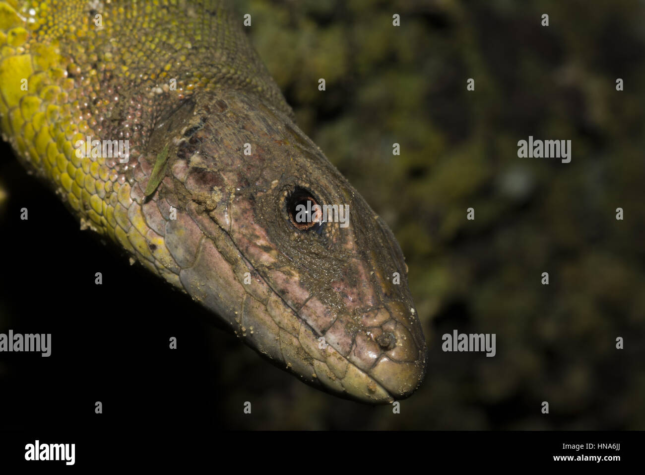Western green lizard in sicily, Lacerta bilineata Stock Photo - Alamy