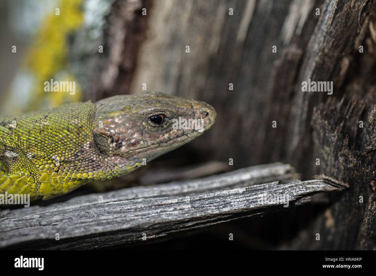 Western green lizard in sicily, Lacerta bilineata Stock Photo - Alamy