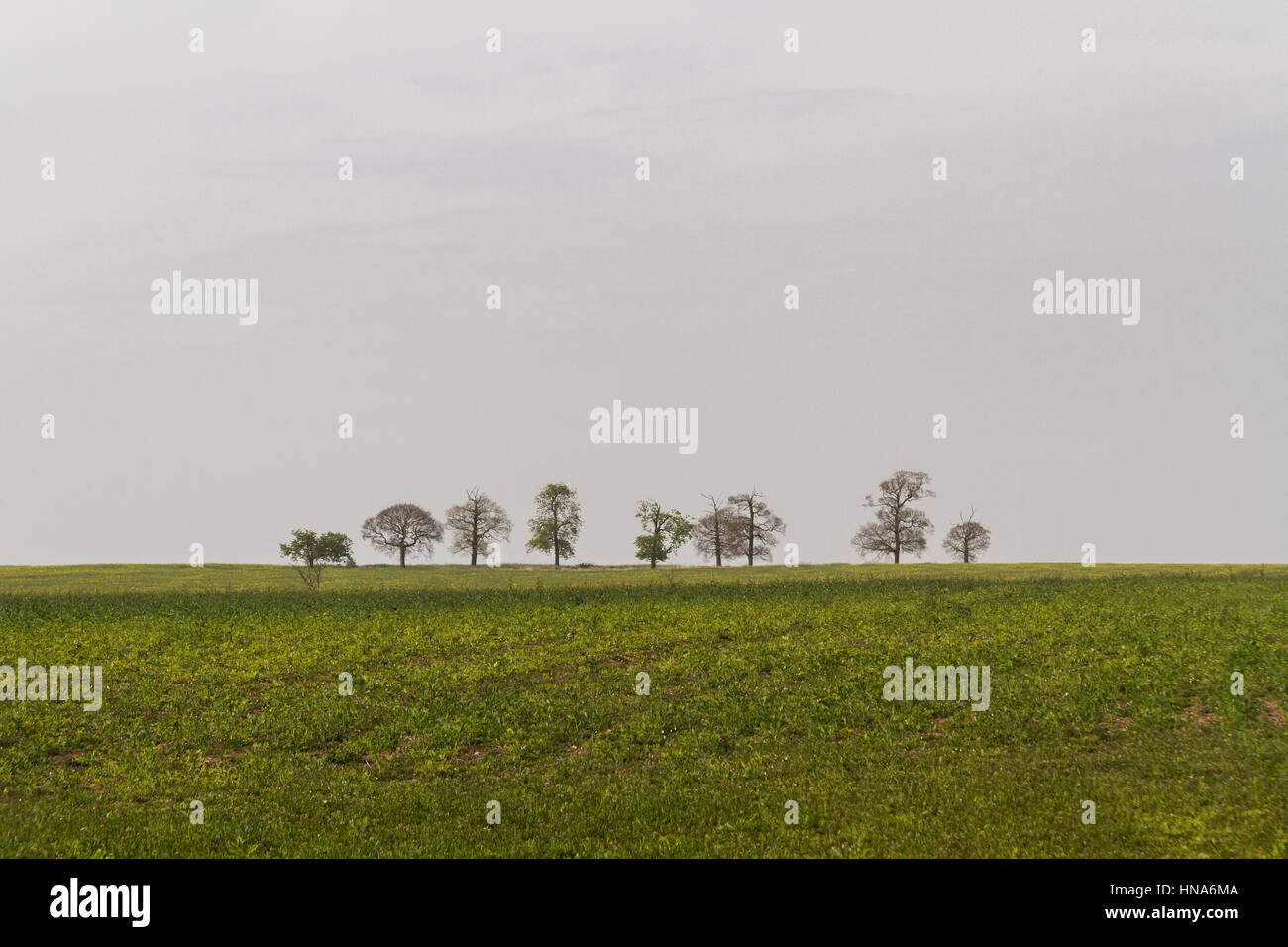 Trees overlooking a field on the horizon Stock Photo - Alamy