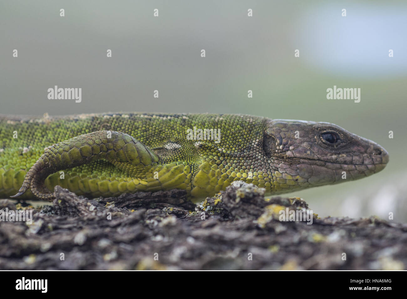 Western green lizard in sicily, Lacerta bilineata Stock Photo - Alamy