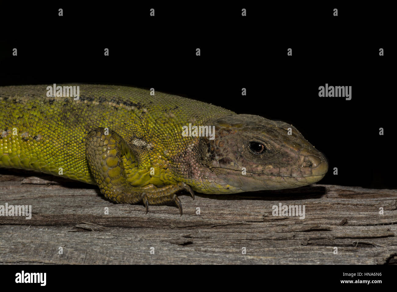Western green lizard in sicily, Lacerta bilineata Stock Photo - Alamy