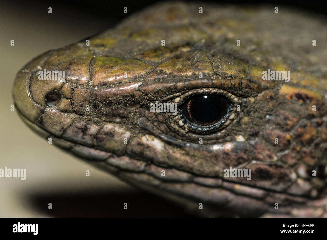 Western green lizard in sicily, Lacerta bilineata Stock Photo - Alamy