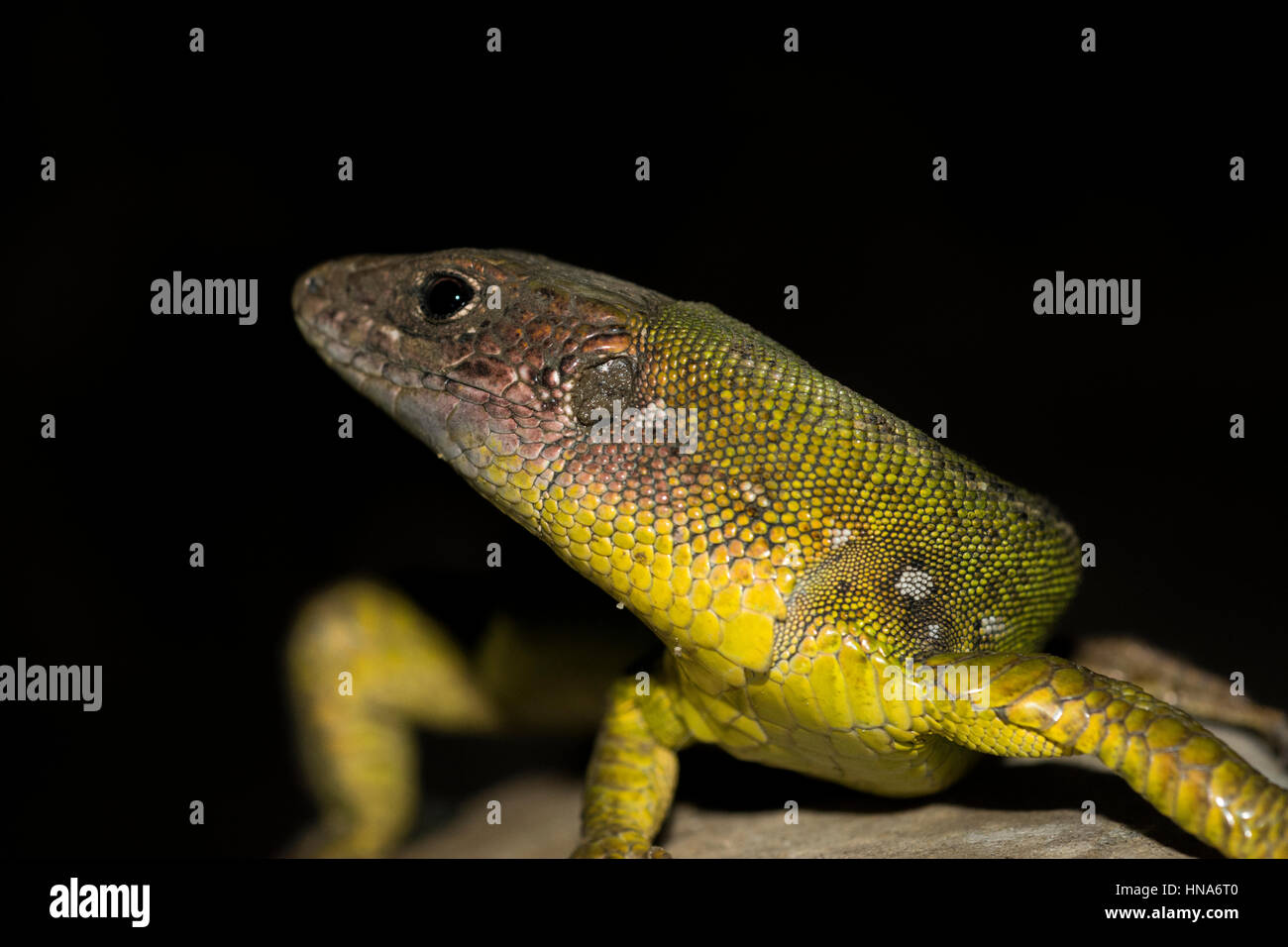 Western green lizard in sicily, Lacerta bilineata Stock Photo - Alamy